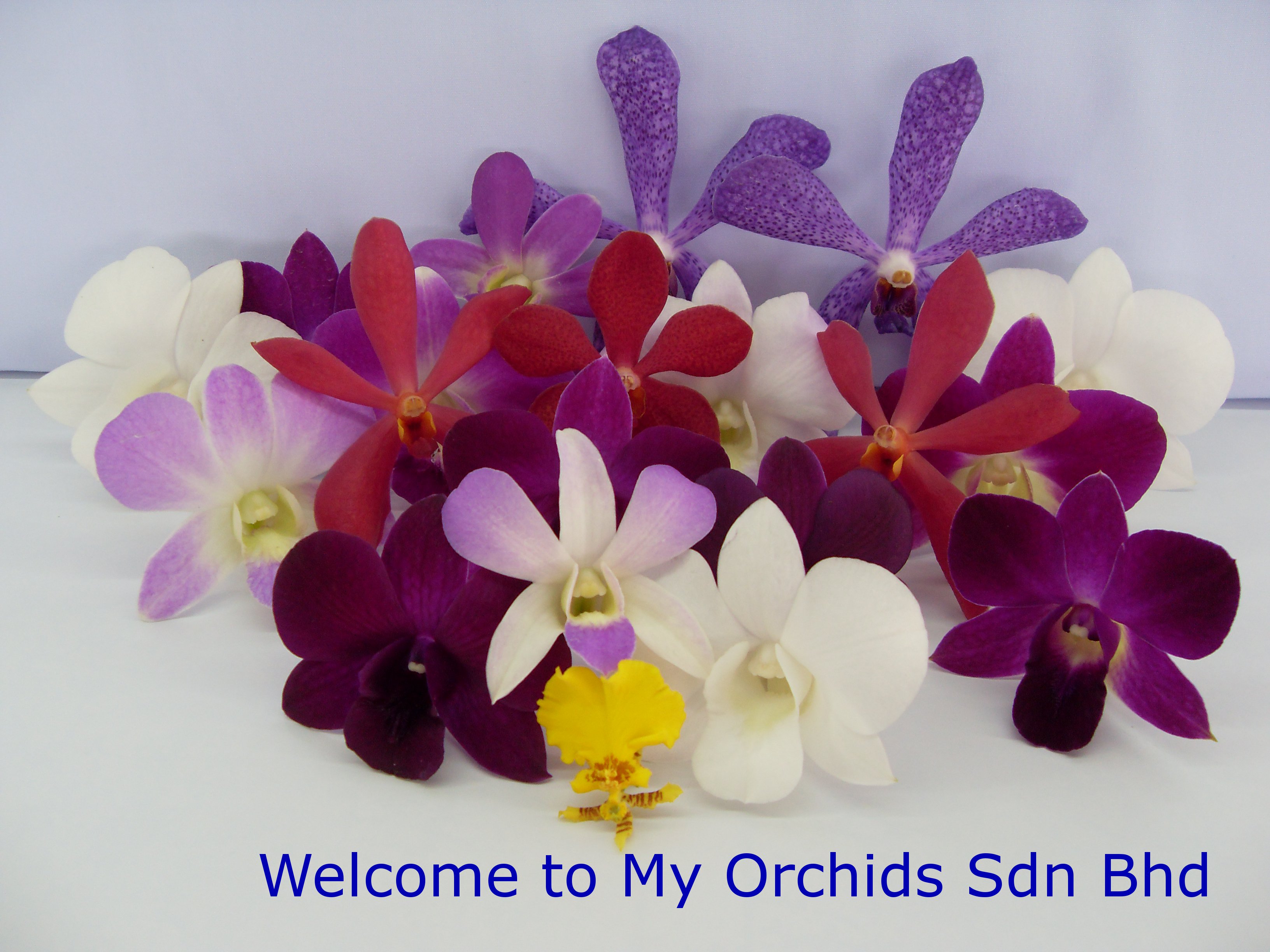 My Orchids Sdn Bhd