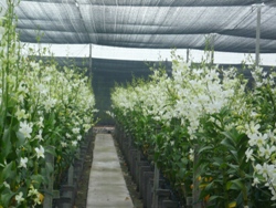 My Orchids Sdn Bhd - About Us